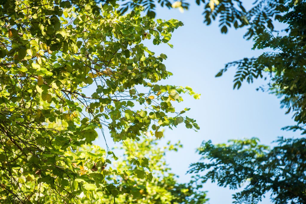 Sansiri Tree Story - Sansiri Blog